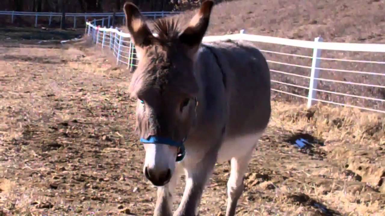 Smoke The Donkey December 25, 2011 - YouTube
