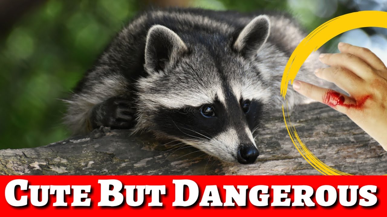 10 Cute But Dangerous Animals - YouTube