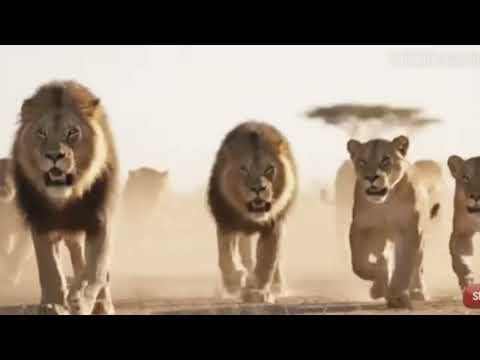 Pregnant Honey Badger Turns Bees into a Weapon Against Lions and Buffalo |#HoneyBadger 
