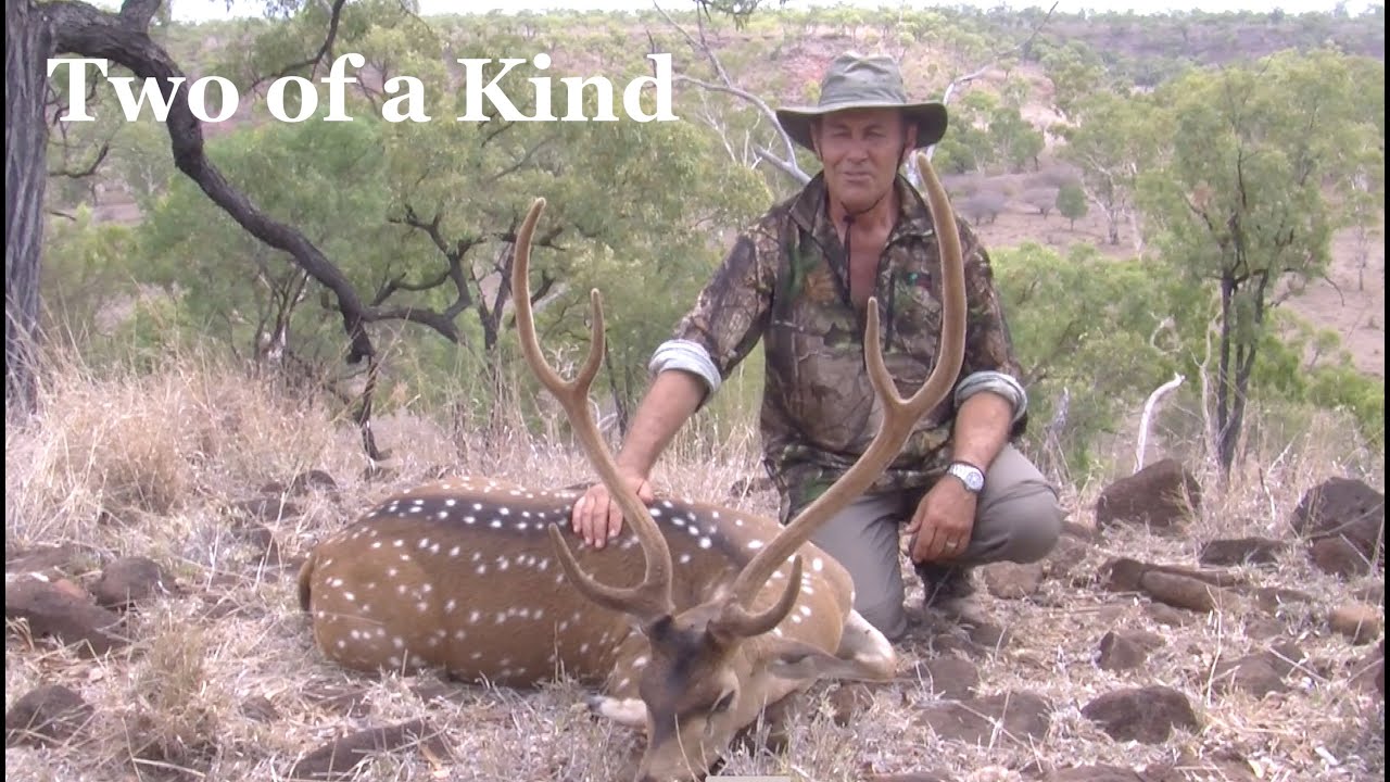 Great Chital Deer Hunts Two of a Kind - YouTube