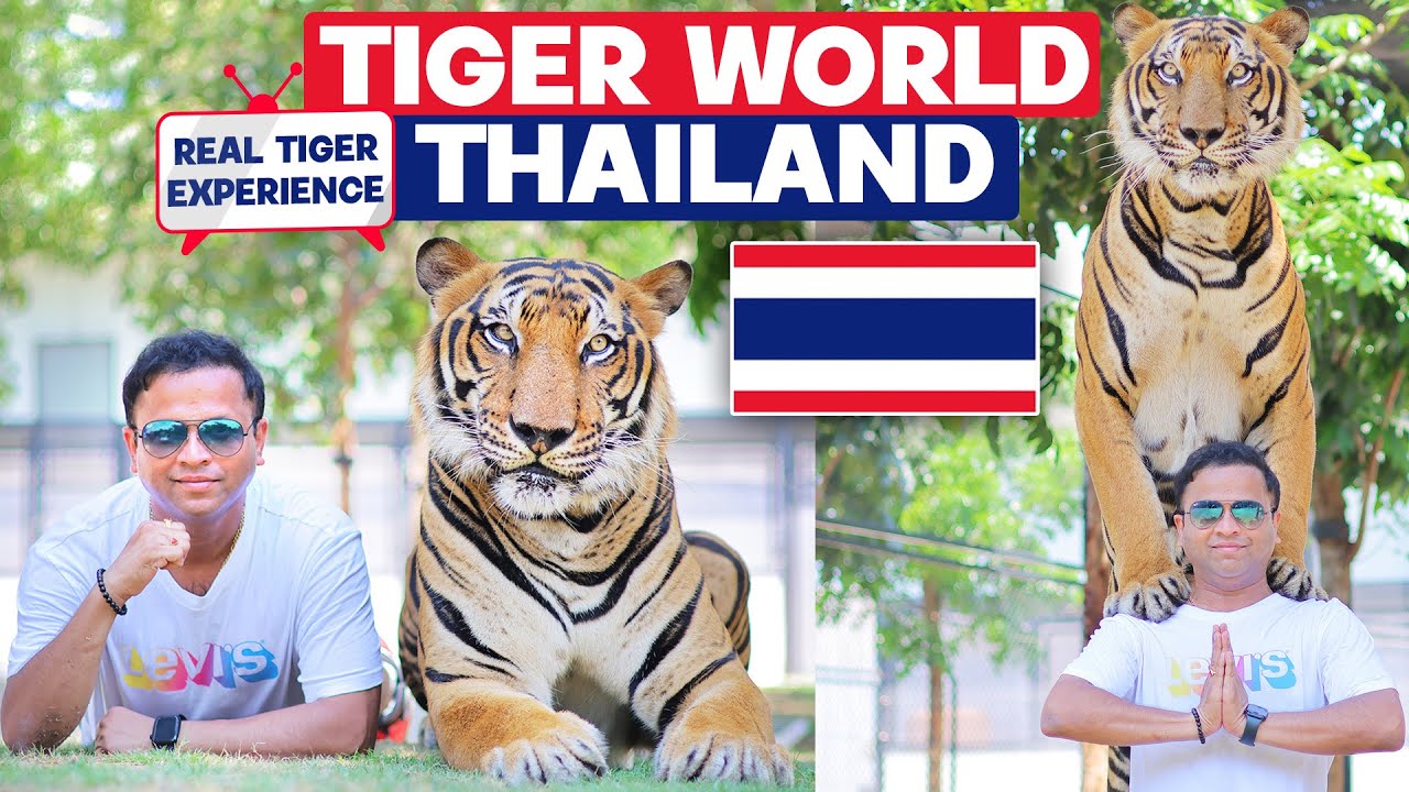 🇹🇭 Tiger World Thailand Bangkok: Playing with REAL Tigers ...