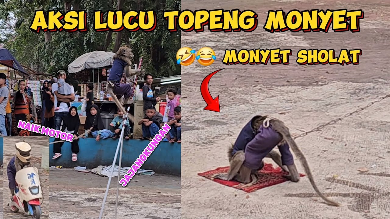TOPENG MONYET LUCU BIKIN NGAKAK (DOGER MONYET) - YouTube