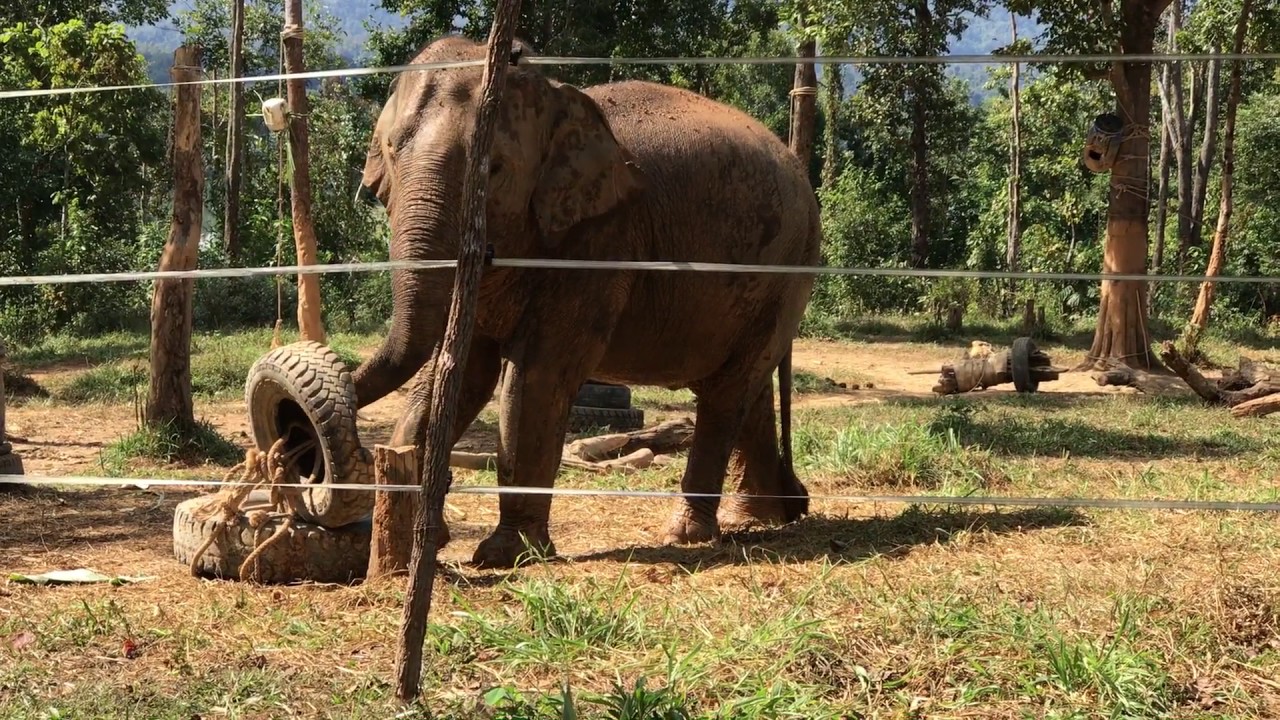 Elephant Conservation Center 2016 - YouTube