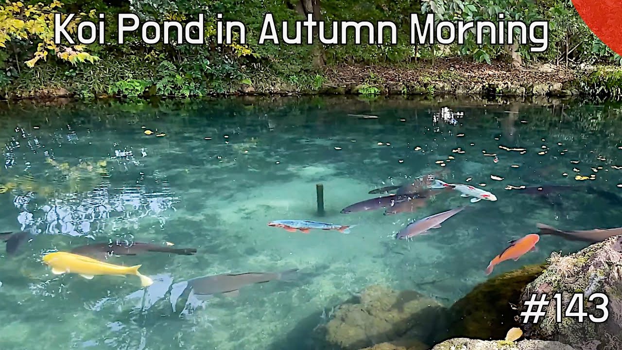 Koi Pond Autumn Morning (Gifu, Kagamigahara) - YouTube