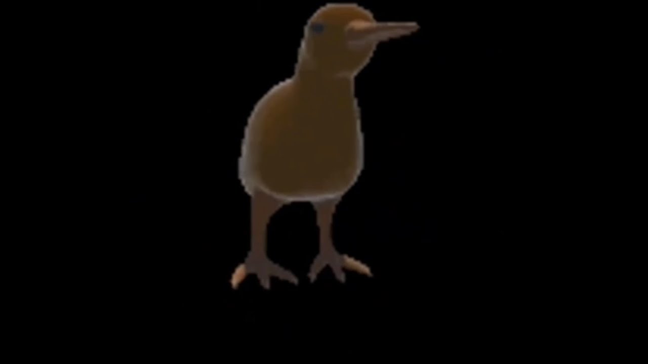 Bird Spinning to Music for 30 minutes - YouTube