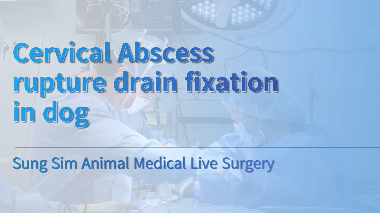 (Warning) Cervical Abscess rupture drain fixation in dog Sung Sim AMC ...