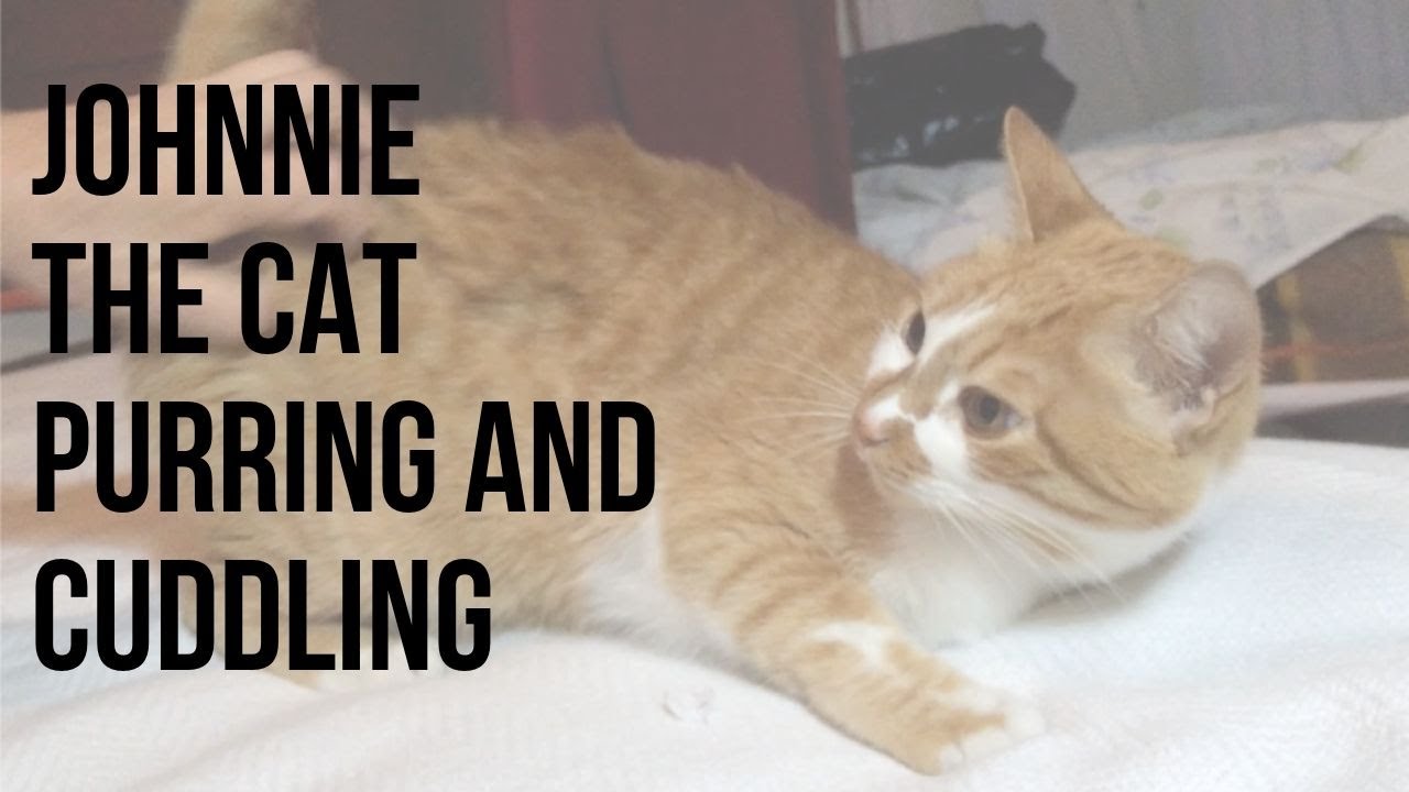 Johnnie the cat purring cuddling - YouTube