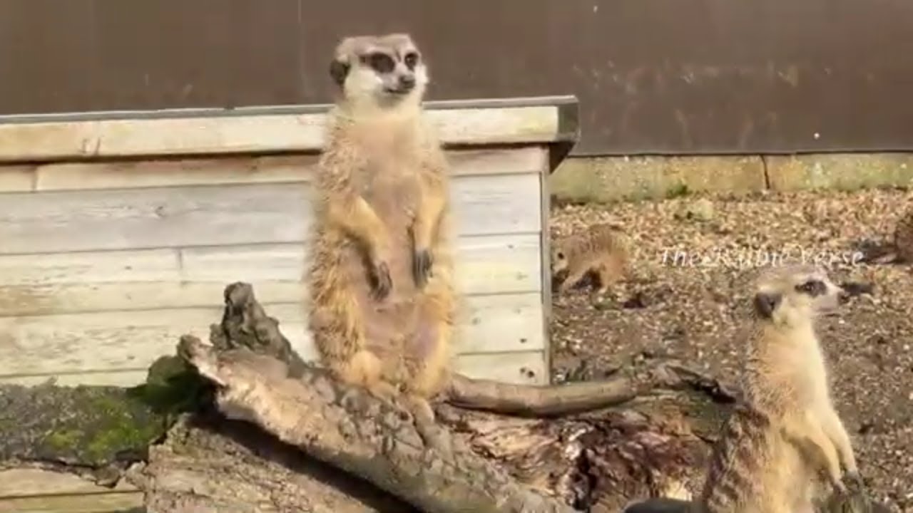 Meerkat at Hamerton Zoo Park - YouTube