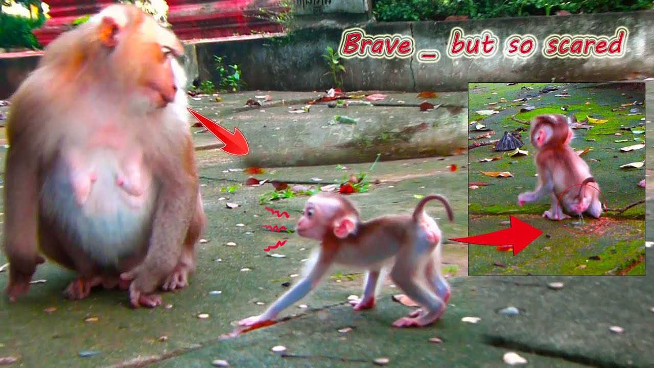 Brave but still sc_ared.., cute and funny baby monkey shows c_ourage ...