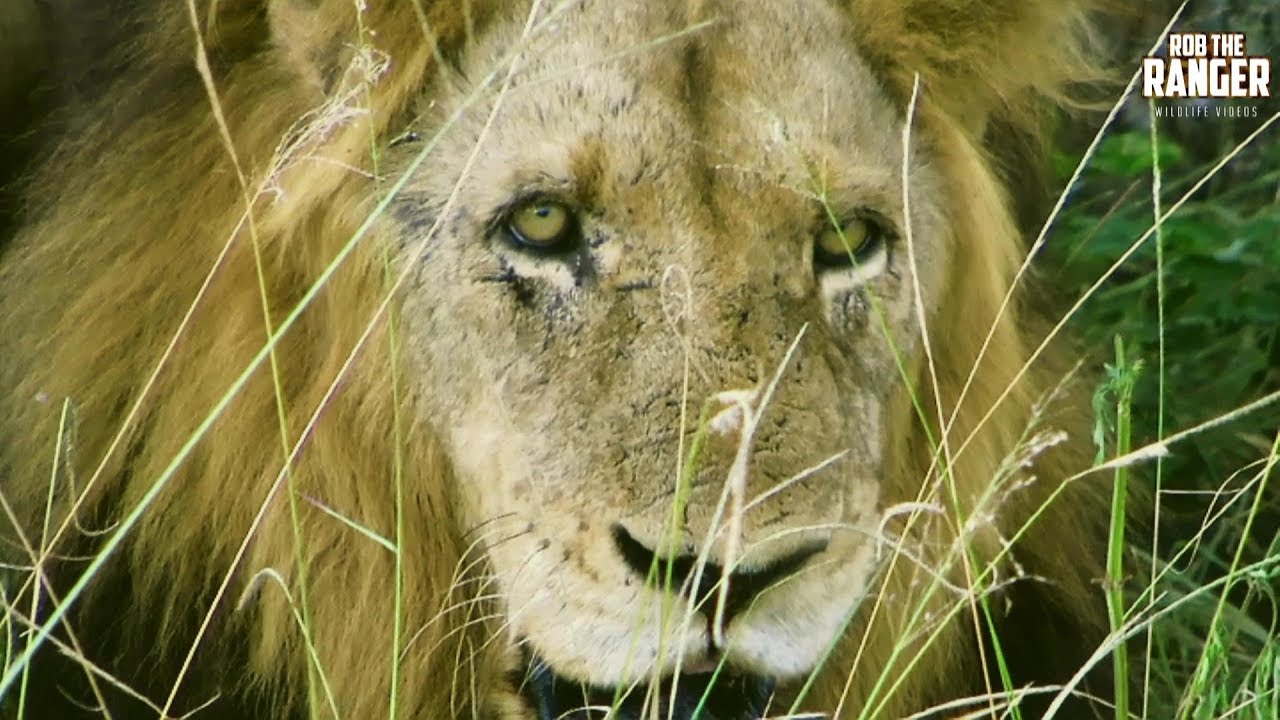 Lion Eats Leopard Tortoise | Archive Mapogo Lion Footage - YouTube
