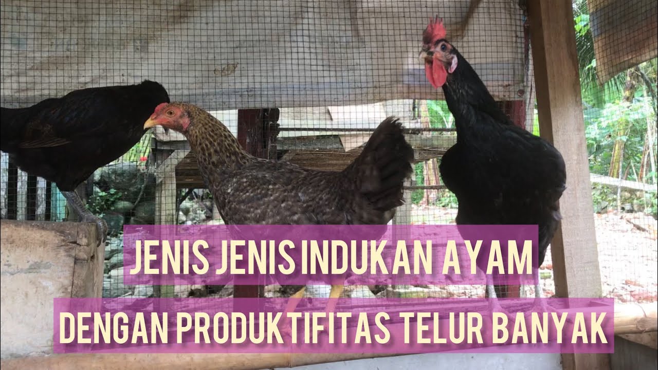 INDUKAN AYAM KAMPUNG DENGAN PRODUKSI TELUR BANYAK KUB 2, KUNTARA, URABA ...