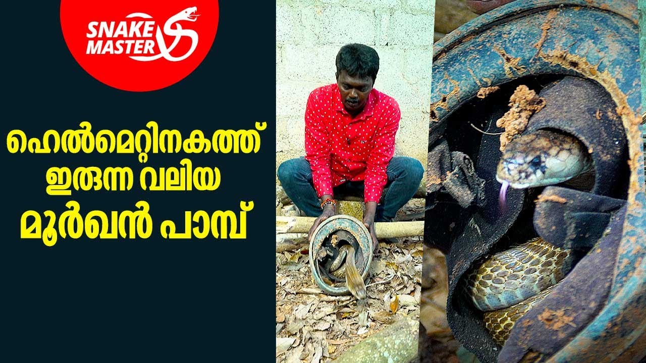 ഹെൽമെറ്റ് വച്ച മൂർഖൻ പാമ്പ് | Vava Suresh | Snakemaster EP 817 - YouTube