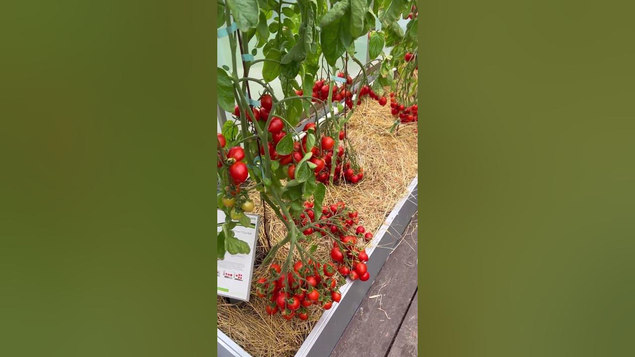 🍅 Удивительные, необычные, волшебные – сортовые томаты Монпансье и ...