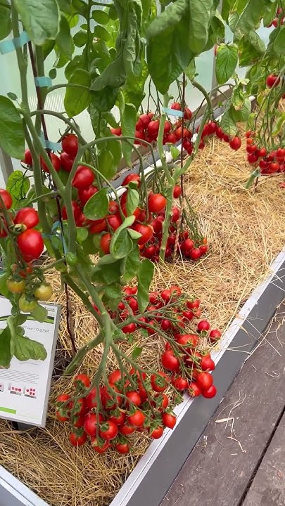 🍅 Удивительные, необычные, волшебные – сортовые томаты Монпансье и ...