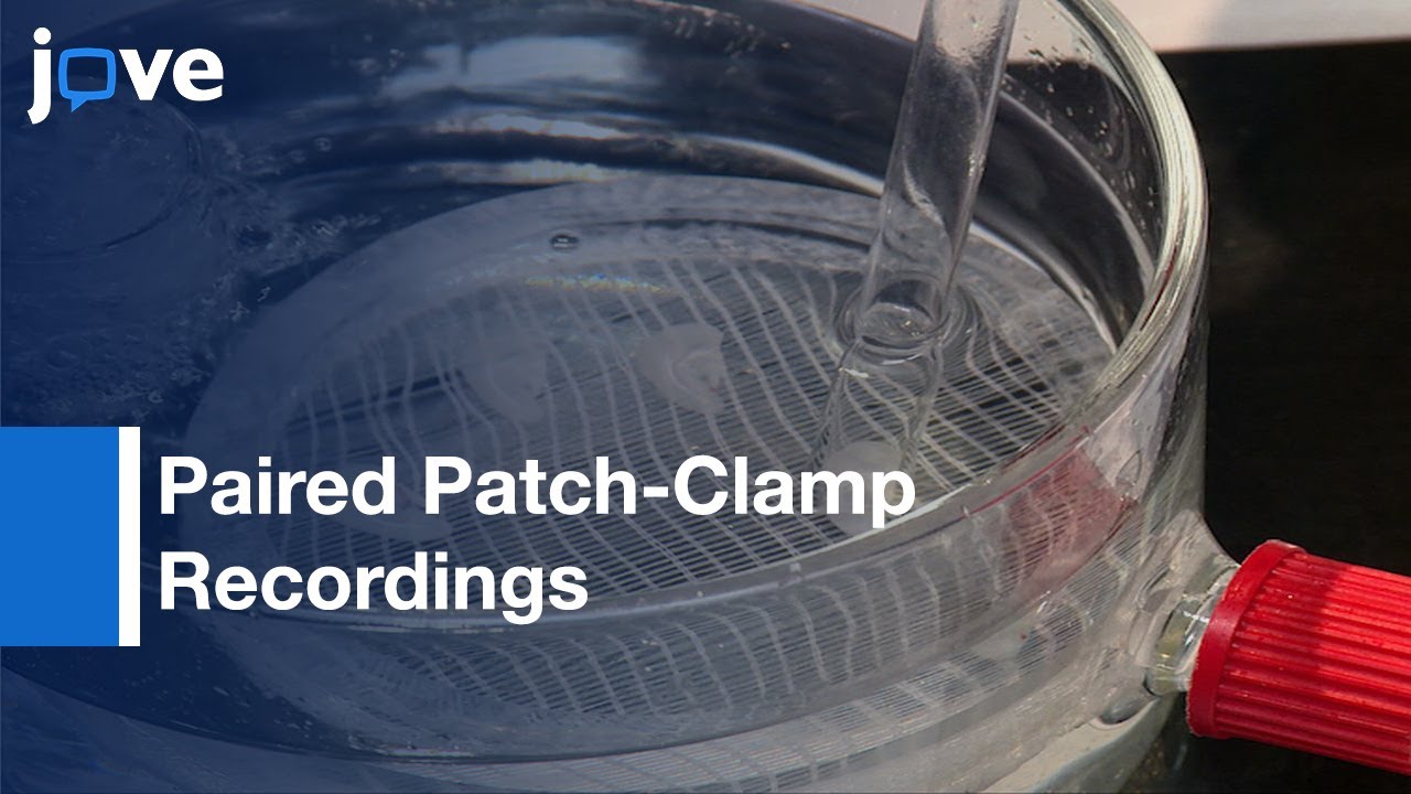Paired Patch-Clamp Recordings to Characterize Neuronal Microcircuits | Protocol Preview - YouTube