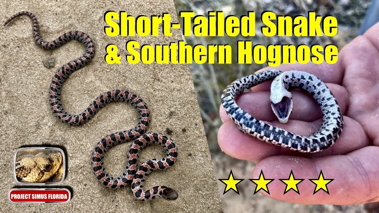 Short-Tailed snake & H. Simus - Southern Hognose snake - YouTube