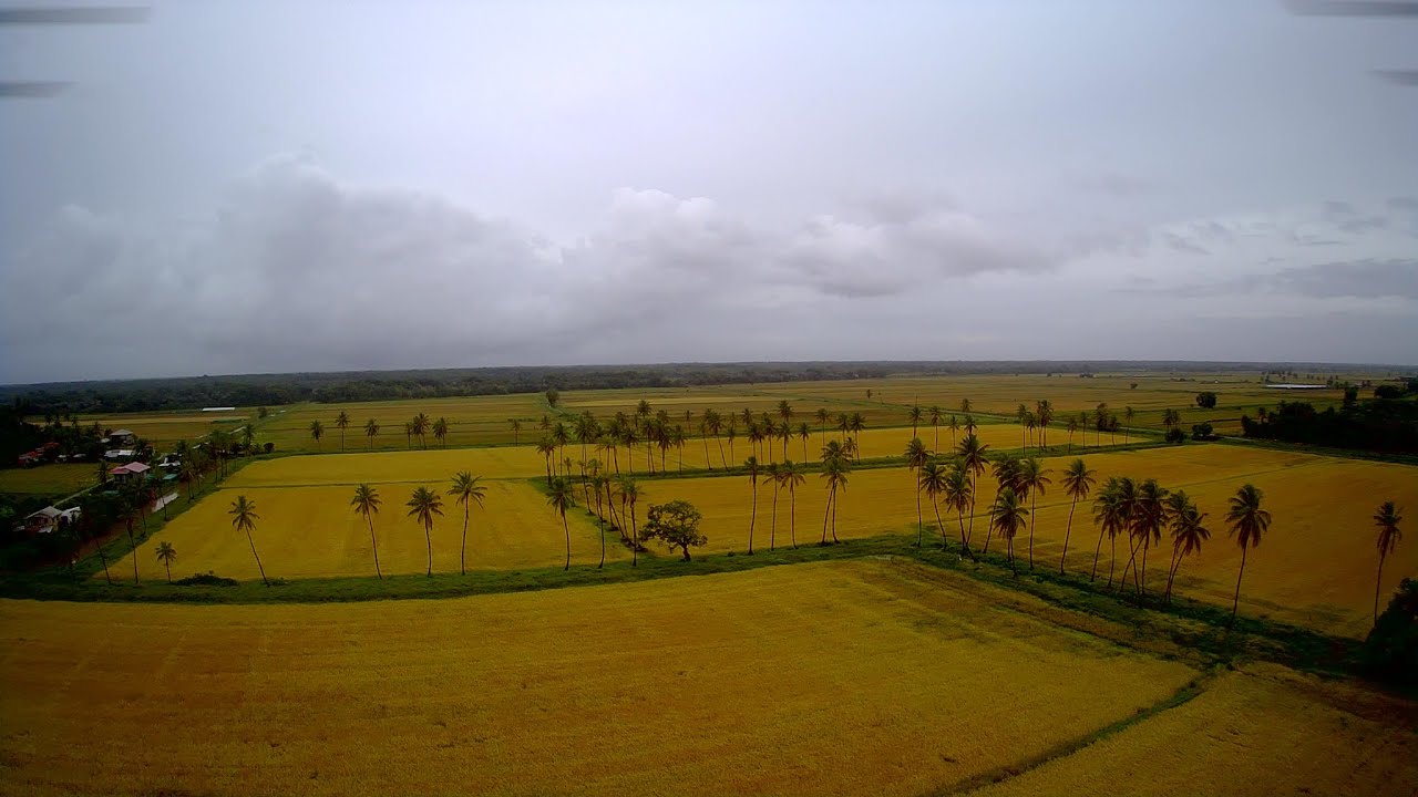 GUYANA: RICE CULTIVATION ON THE ESSEQUIBO COAST (AERIAL VIEW) - YouTube