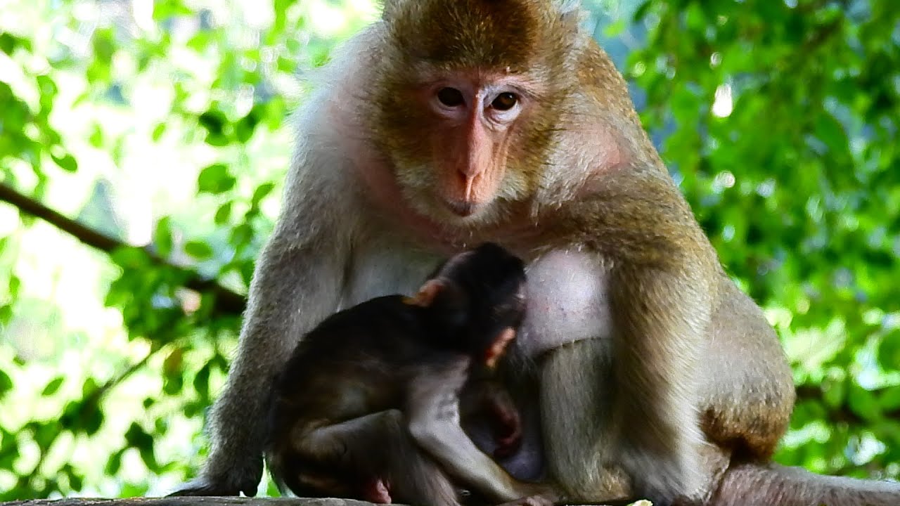 ADORABLE BABY TIA TRYING TALK AND REQUEST MAMA DON'T WEAN MILK AND NEED ...