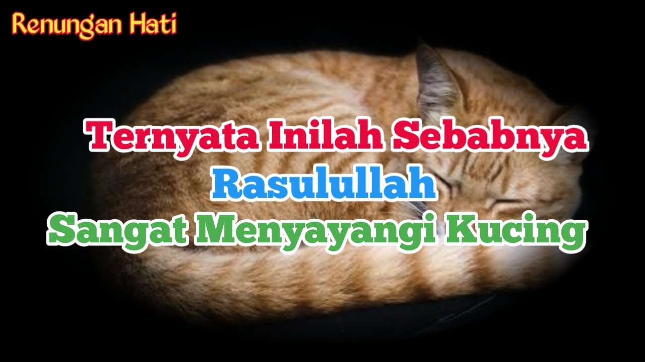 Ternyata Inilah Sebab Rasulullah Sangat Menyukai Kucing // Hewan Yang ...