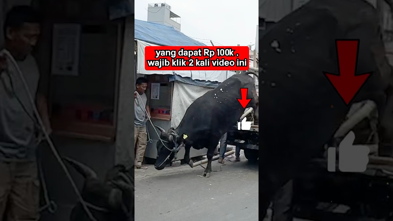 Dikejar Sapi Qurban ️Jual Sapi Qurban GRATIS Hanya Disini ️Apa ️ - YouTube