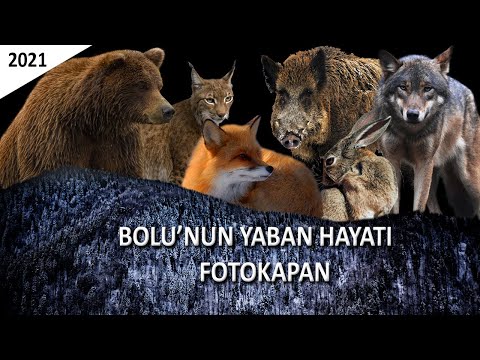 Bolu Fotokapan Görüntüleri / Bolu'nun Yaban Hayatı / 2021