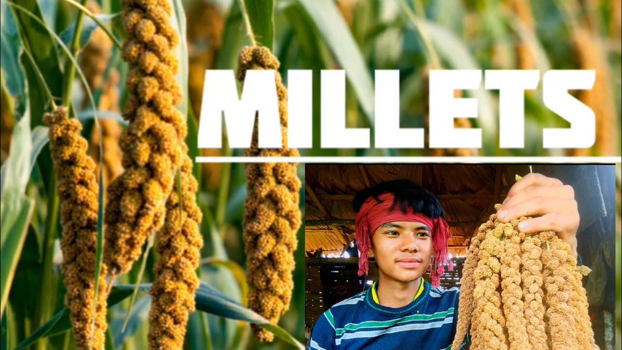 Harvest Millets season, cook delicious Millets food.Northeast India 🇮🇳 ...