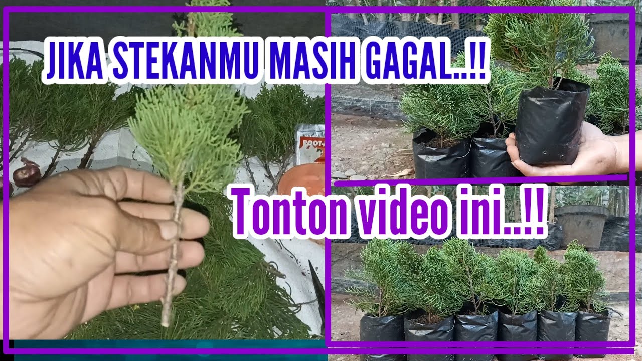 CARA STEK CEMARA SINENSIS ANTI GAGAL.!! HOW TO STICK FIR SINENSIS FROM ...