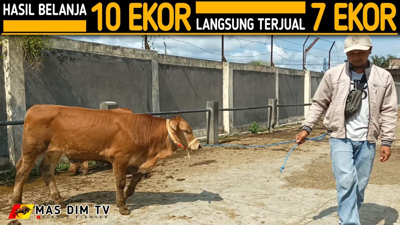 Tips Memilih Pedetan Super Ala Mas Rohman Grabag !! Simak Videonya ...