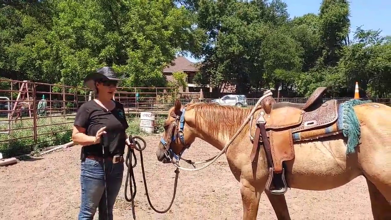 Training a horse to move laterally - The side pass on the ground and in ...