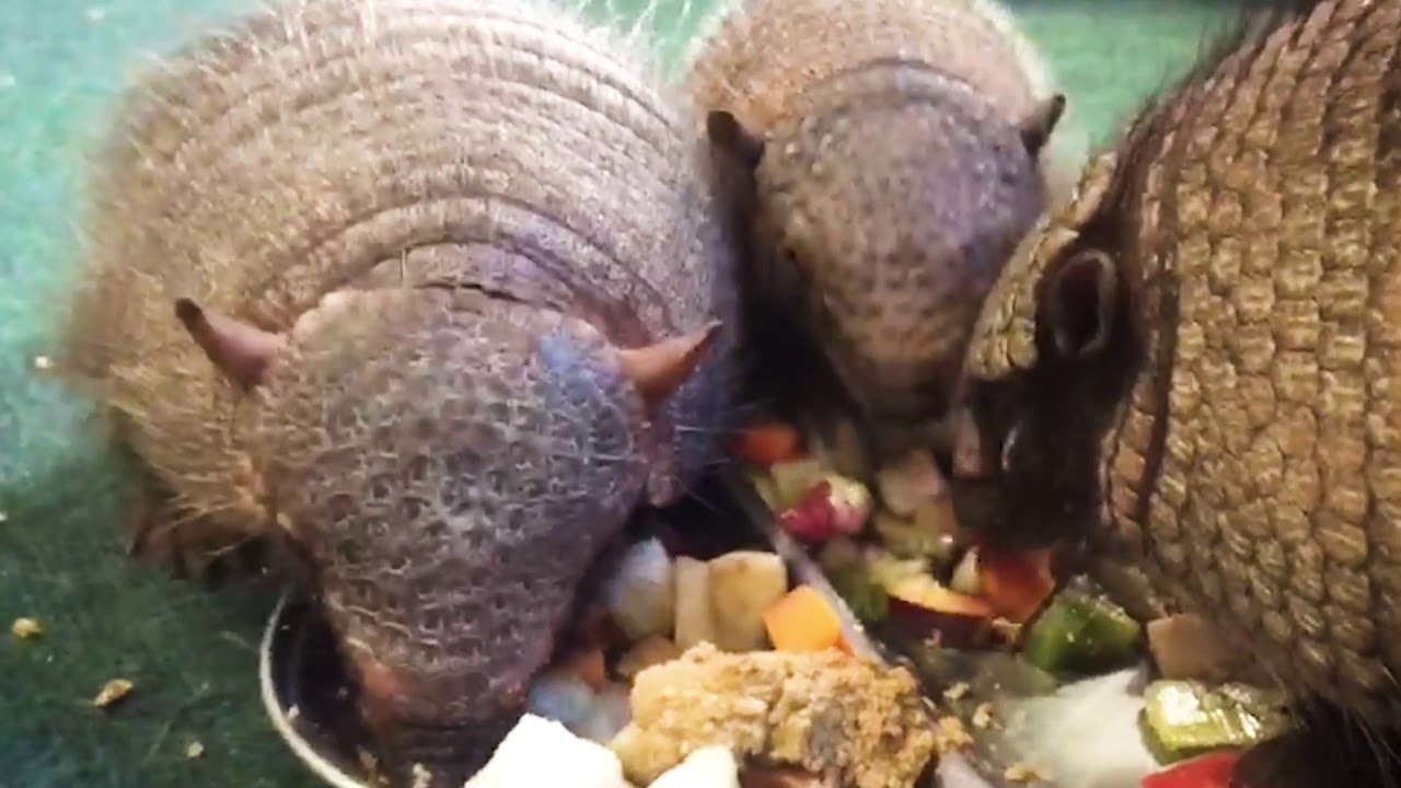 A first for Banham Zoo - a baby Armadillo boy - YouTube