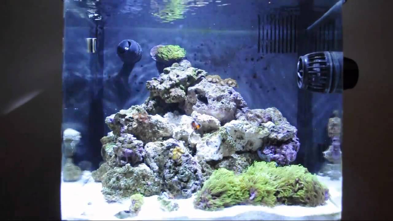 Biocube 14 MP10es - short pulse L6 - YouTube