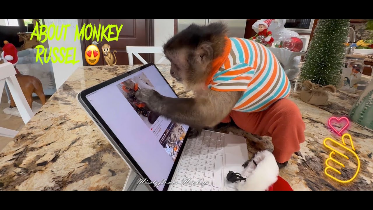 About Monkey Russel ️😍 - YouTube