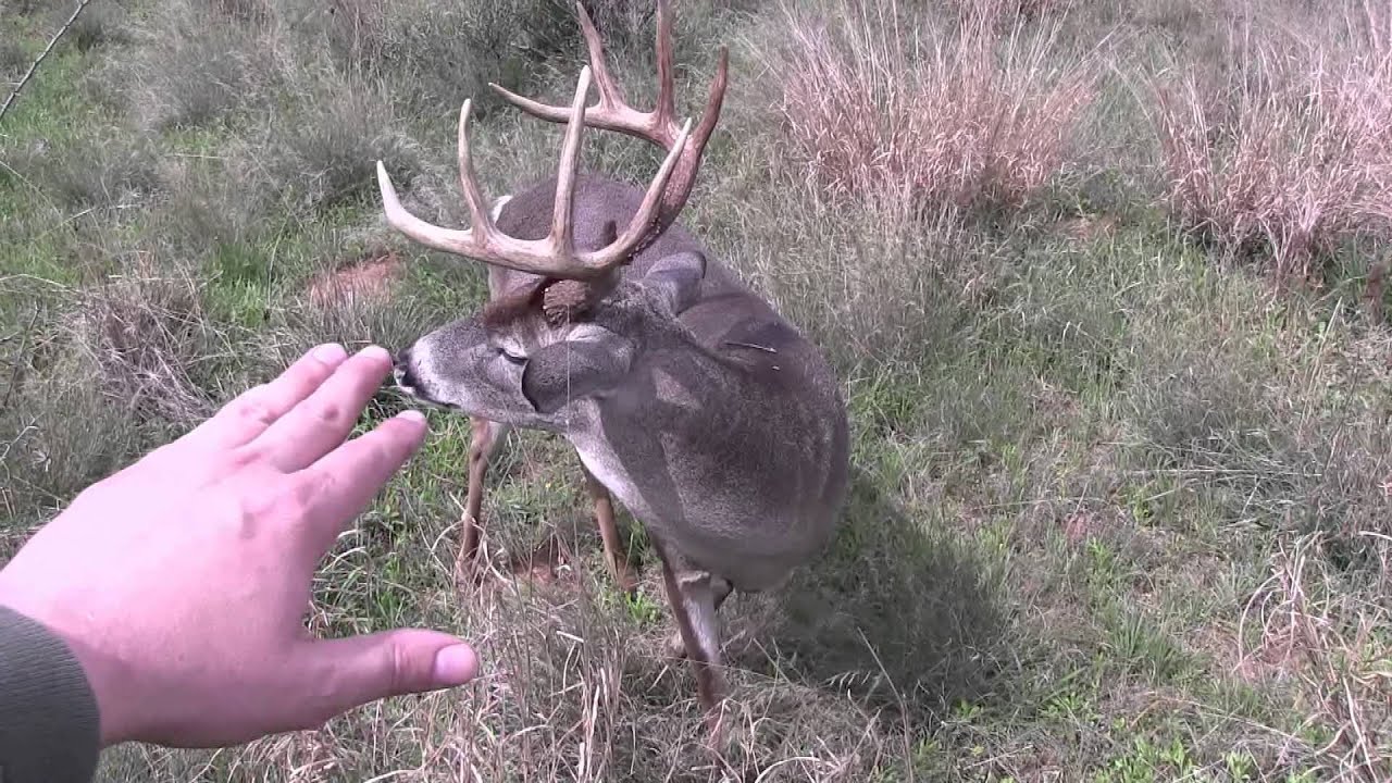 Hunter Touches a Live Big Buck!!! - YouTube