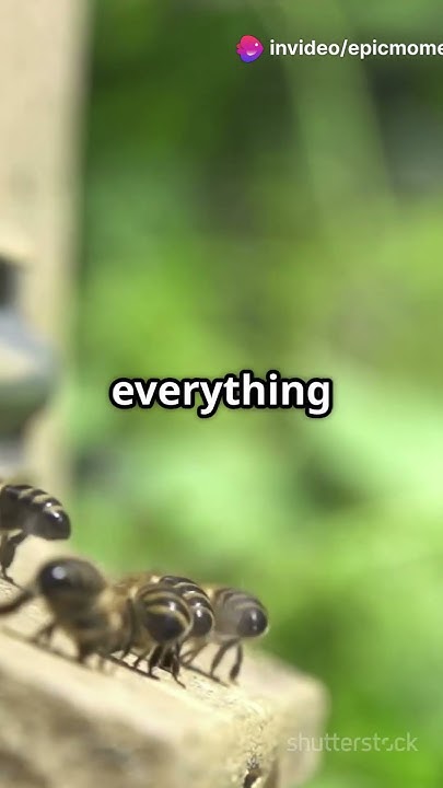 Army ant vs Swarm of bees!who would win?#armyants #bees #insectwars - YouTube