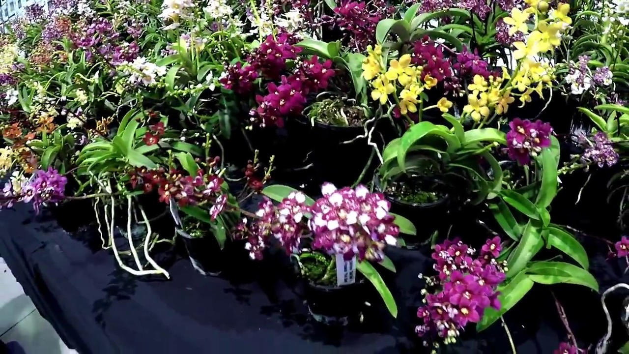 Barrita Orchids 2018 Open Day - YouTube