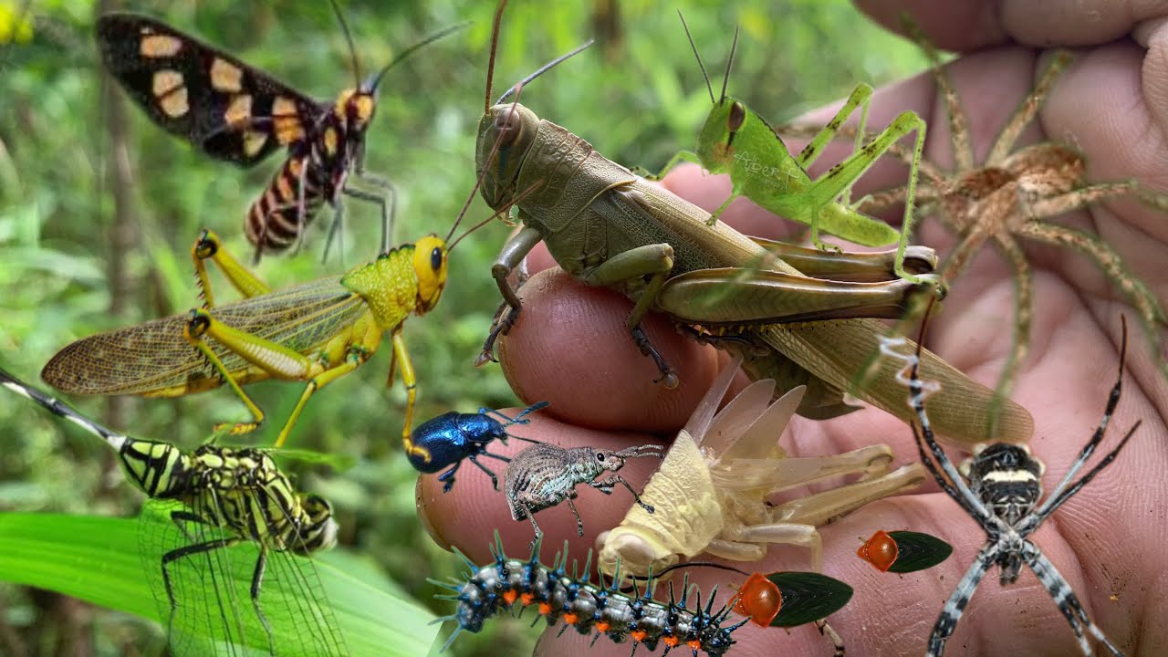 Find molting grasshoppers and catch many unique insects‼️ - YouTube