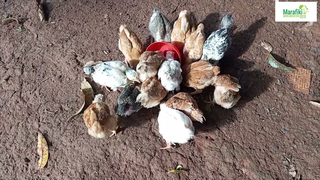 Am FEEDING My Chickens MAGGOTS!!! - YouTube