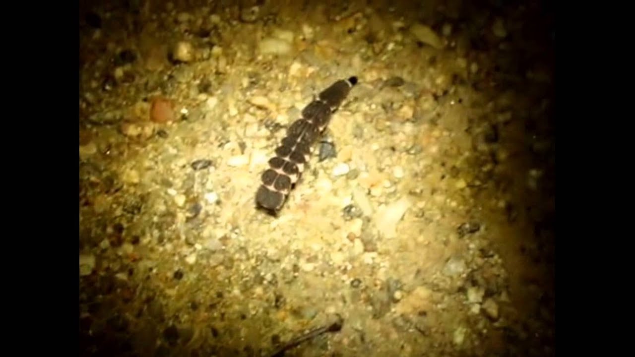 Bioluminescent Insect in Thailand Jungle - YouTube