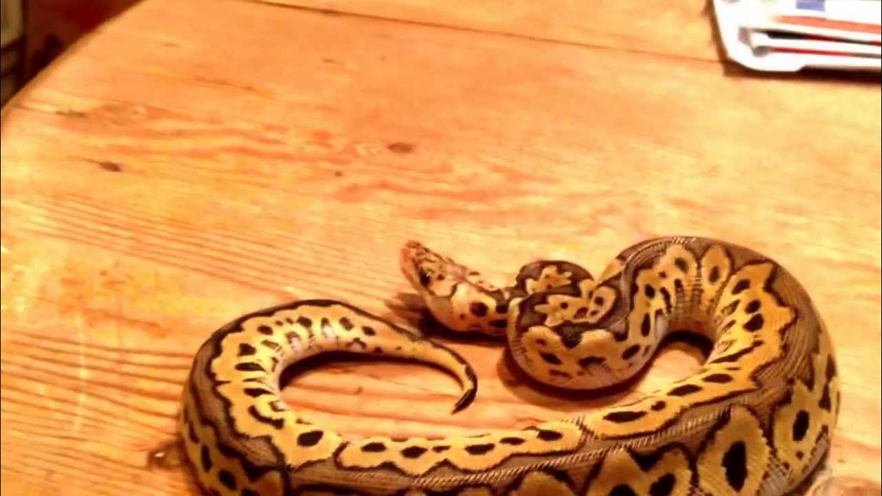Angry Ball Python - YouTube