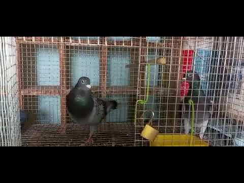 Homer pigeon breeding pair for sale - YouTube
