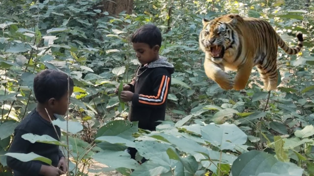 Tiger attack man in the forest l royal bengol tiger attack l tiger ...