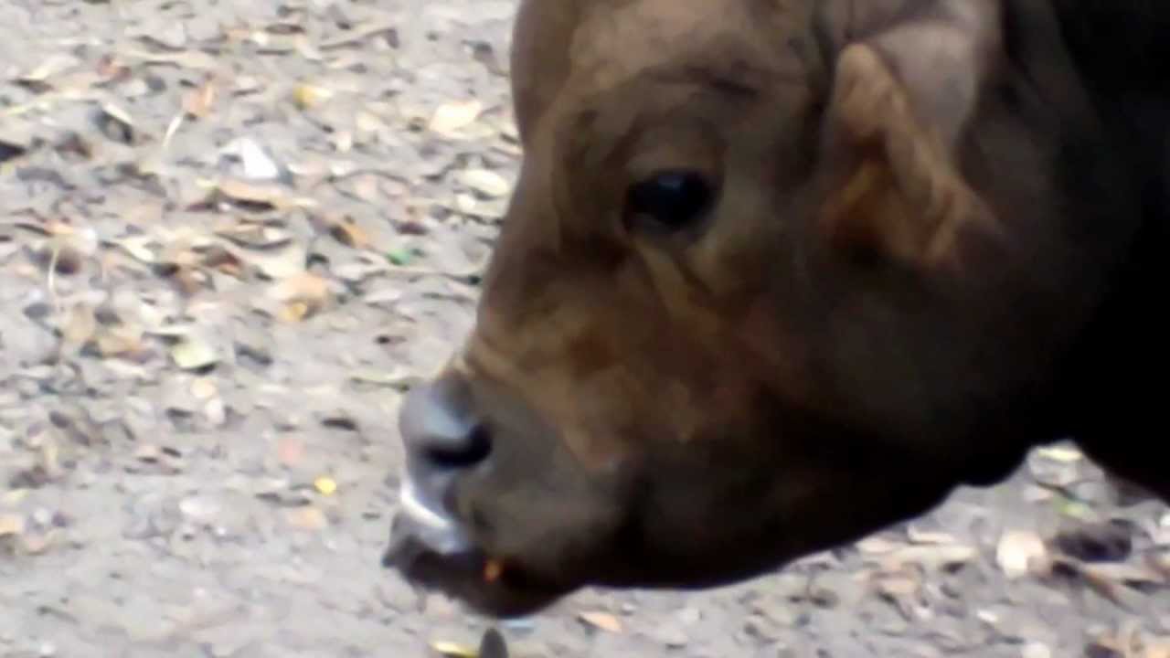 Dwarf Cow - YouTube