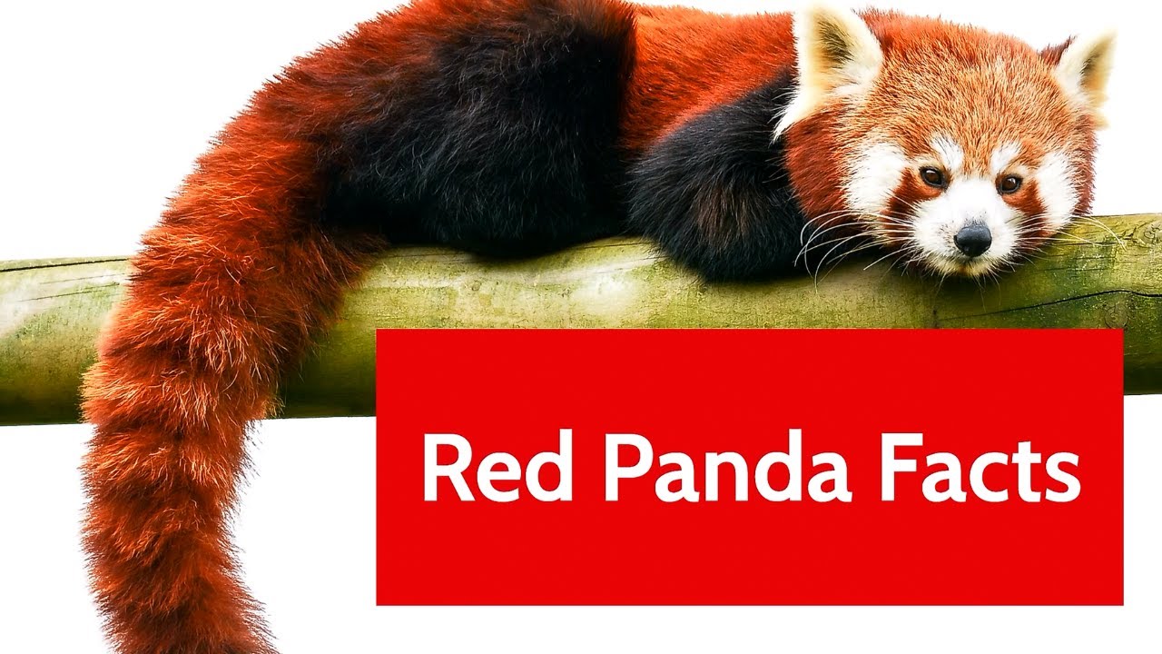 Red Panda Facts: All you need to know about Red Pandas. - YouTube
