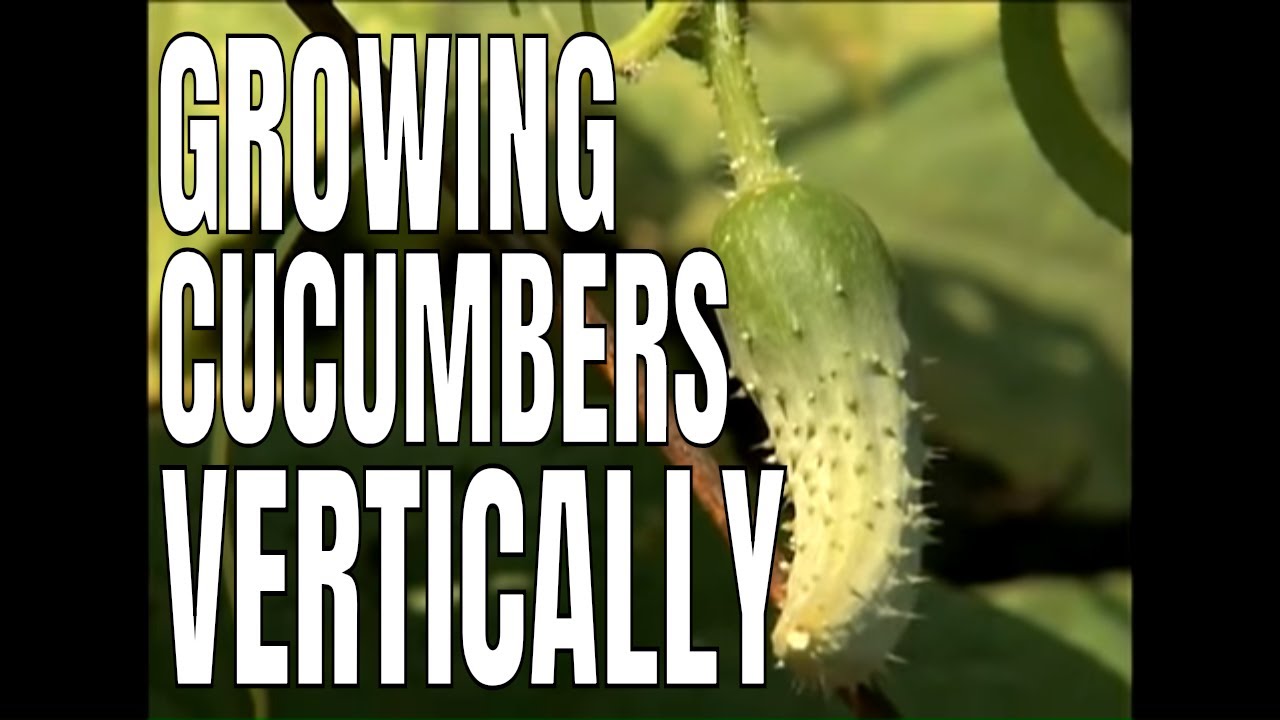 Building a Cucumber Trellis: P. Allen Smith - YouTube
