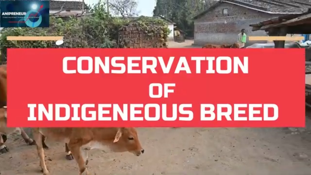 Case Study: Conservation of Indigenous Breed of Cattle - YouTube
