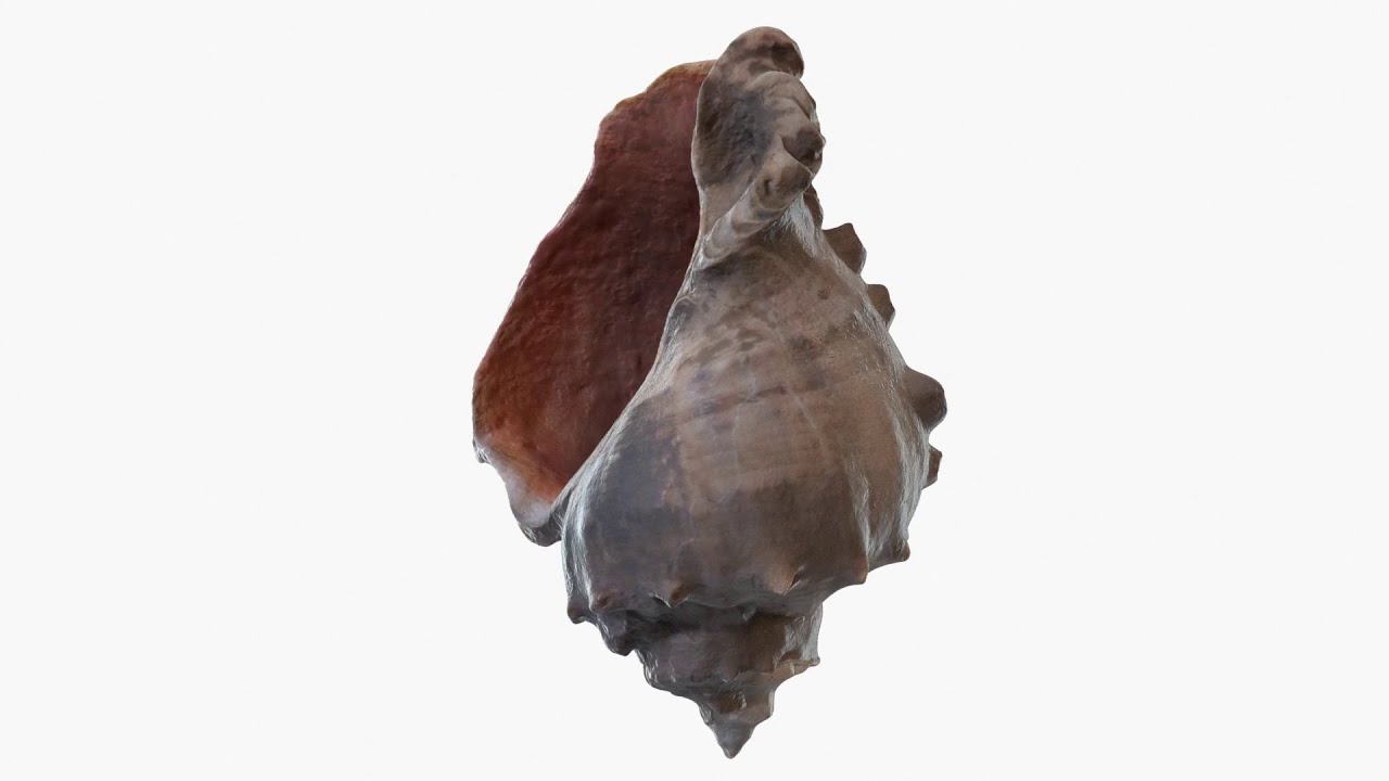 3D Conch shell - YouTube