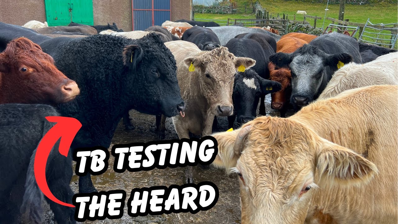 TB Testing Our Cows YouTube tb-testing-our-cows-youtube