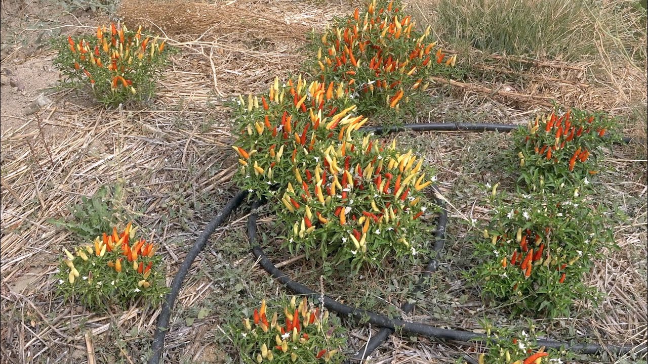 Red Missile almost ready for launch - YouTube