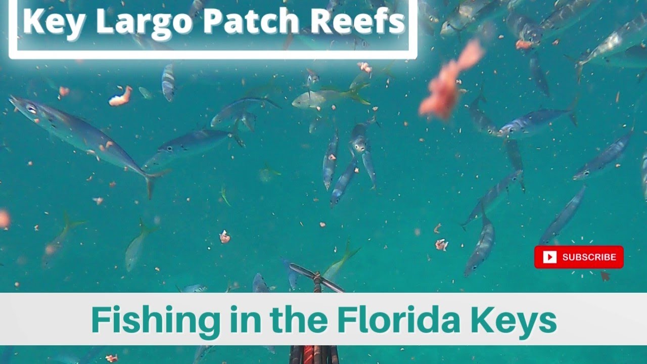 Key Largo Patch Reefs Florida Keys - YouTube