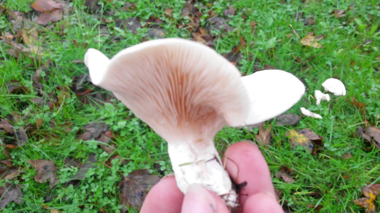 Mushroom ID: Miller or fool's funnel? - YouTube